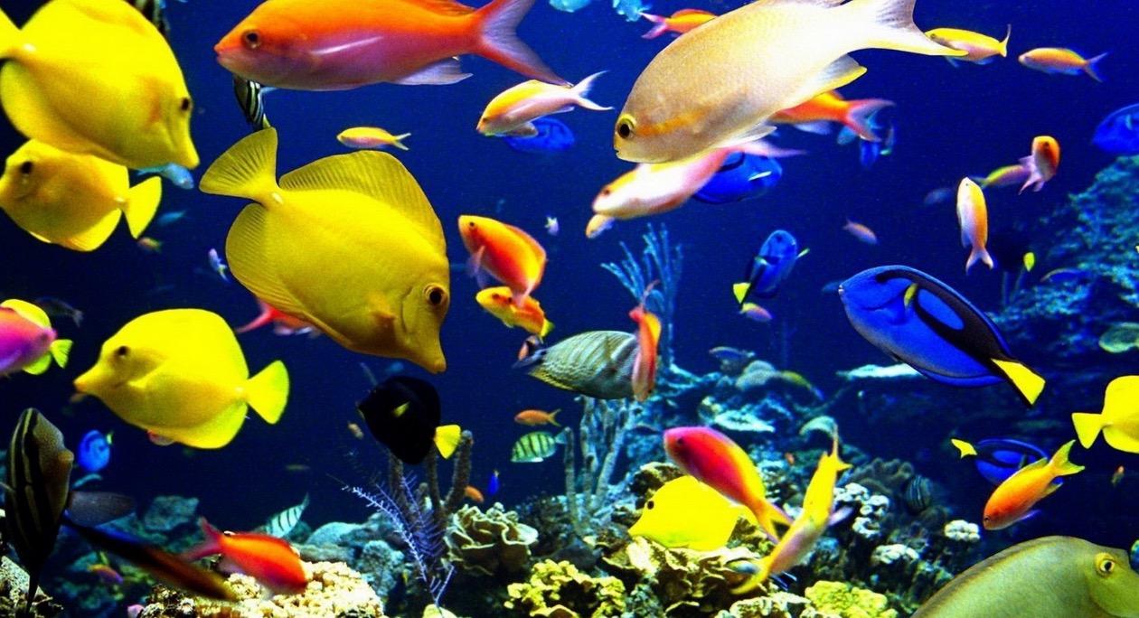 Matematika për argëtim. Sa peshq u kapën gjithsej? | FOKUSI